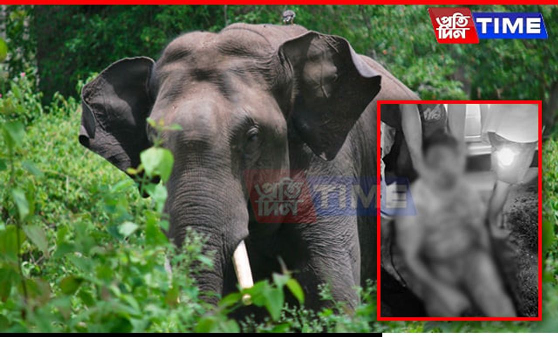 Elephant Attack in Assam's Tinsukia Claims 1 Life