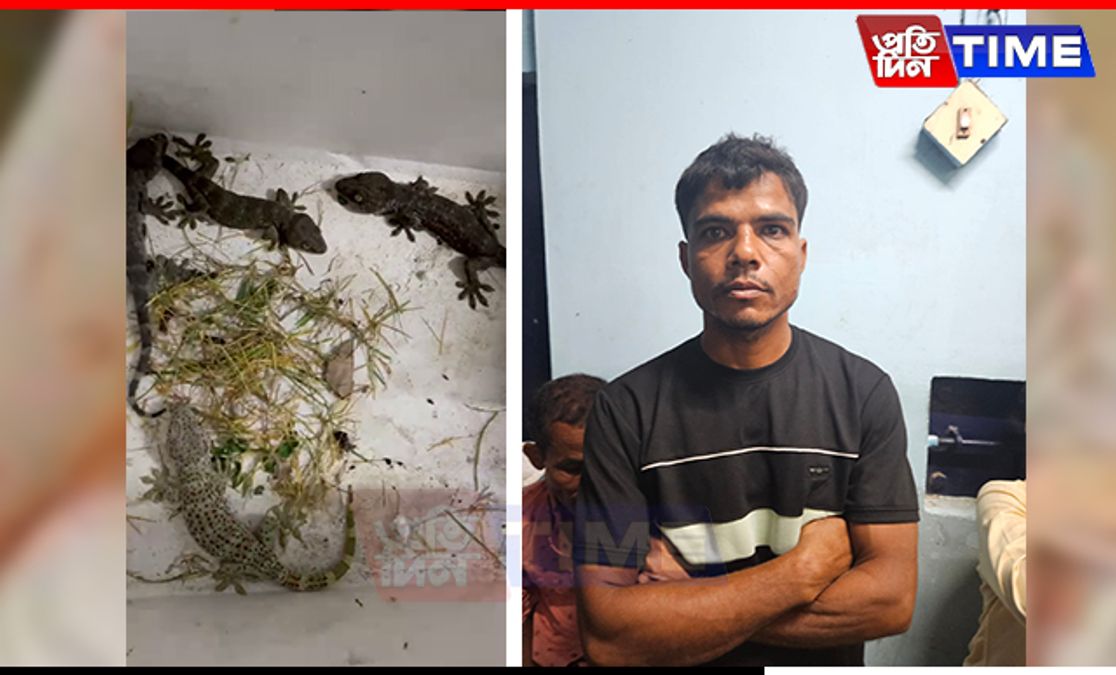 Assam Police Seize 5 Gecko Lizards in Barpeta, Smuggler Arrested