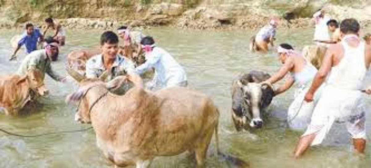 Today is Goru Bihu: Watch Video