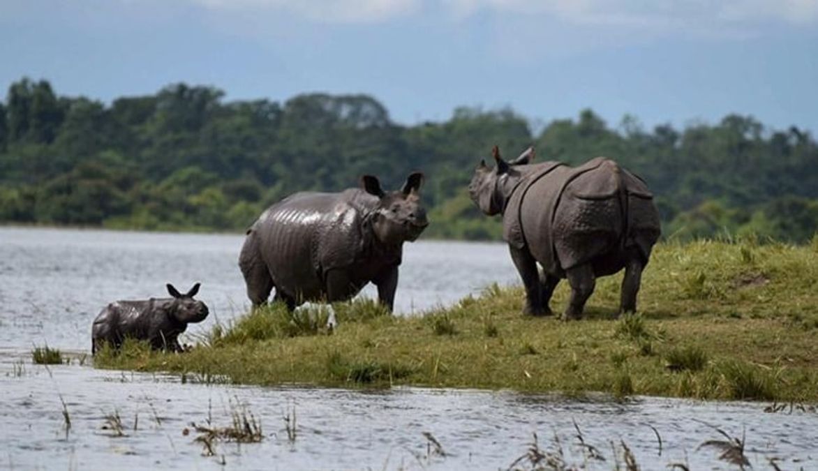 Special force to be appointed for rhino protection