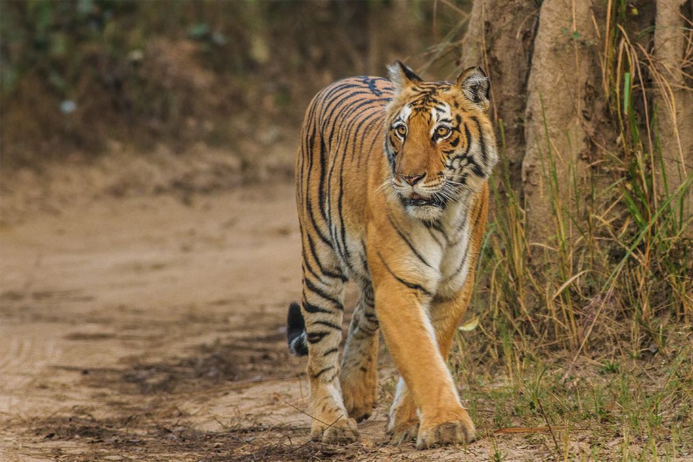 Assam: Manas National Park Witnesses Sharp Rise In Tiger, Rhino Population