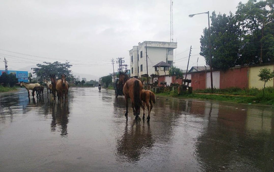 Manipuri pony on the verge of extinction