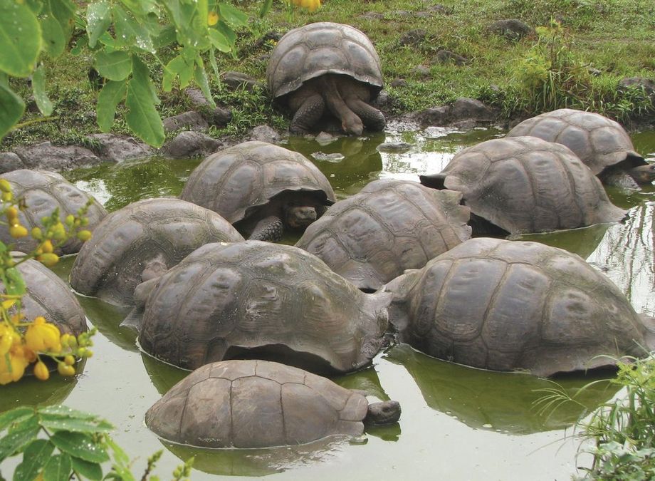 UP: Over 500 Tortoises Found In Vehicle