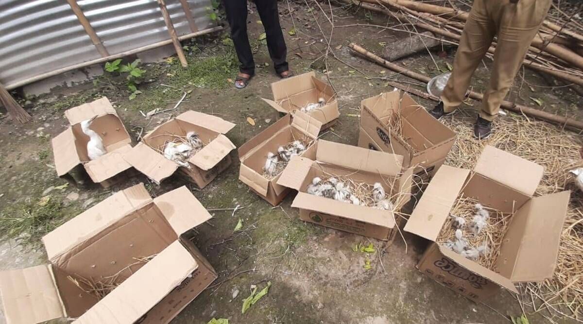 Over 250 Nesting Egrets Killed In Tangla, CM Orders Probe