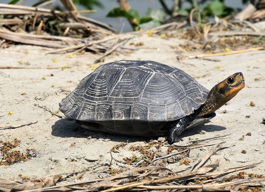 63 Turtles Of Rare Species Flown From Pune To Assam, To Be Released ...