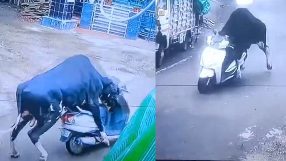 Bull Riding Scooty: అలా ఎలా ఎక్కిందమ్మా.. స్కూటీ నడిపిన ఎద్దు (VIDEO) వైరల్