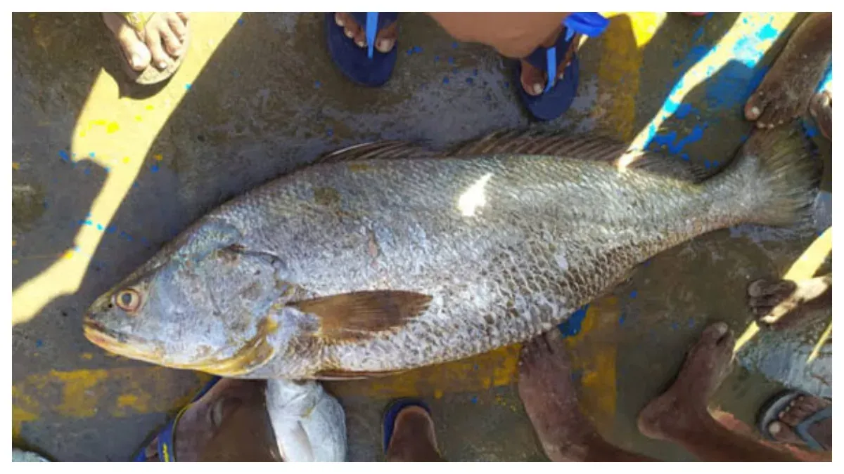 Kachidi Fish: వామ్మో.. ఈ చేప ధర ఎంతో తెలిస్తే షాక్ అవ్వాల్సిందే..