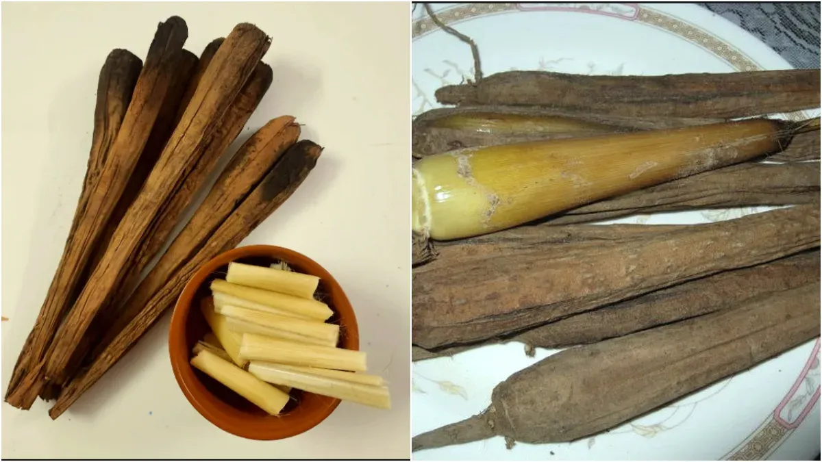 Palmyra Sprout: తాటి తేగలు తింటే.. ఆరోగ్యానికి ఎన్ని లాభాలో తెలుసా..!