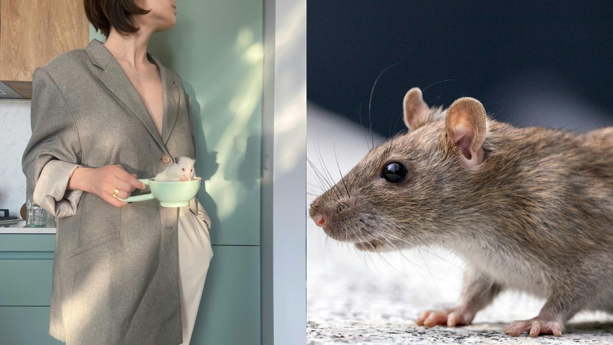 Rats: మీరు ఎలుకల భయంతో ఇబ్బంది పడుతున్నారా? ఇంట్లో నుంచి ఇలా తరిమేయండి!