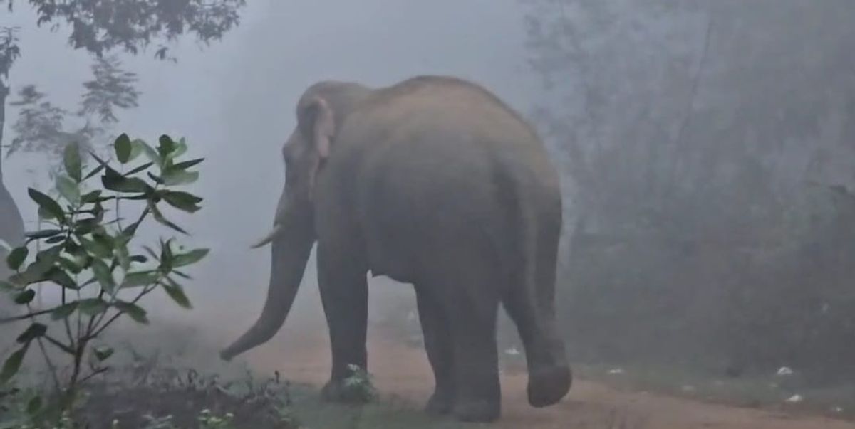 Elephant attacks claim 3 more lives in Odisha