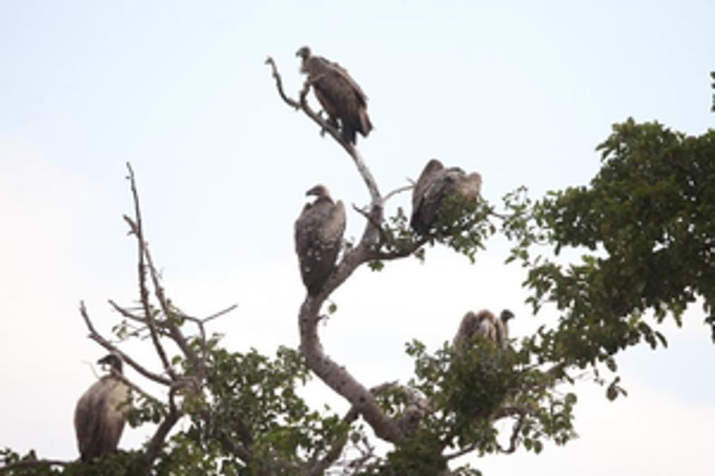 Vultures provide ecosystem services worth $1.8 billion annually in ...