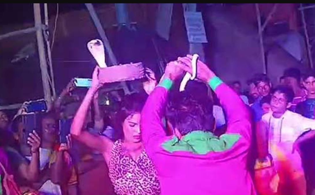 Cobras used during wedding procession dance in Odisha's Bhadrak, snakes ...