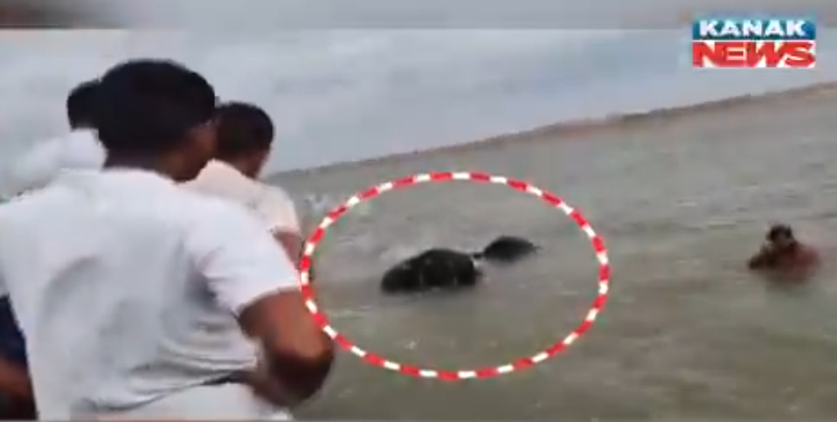 Odisha: Cuttack Sadar BDO, wife critical as car falls into Kushabhadra ...