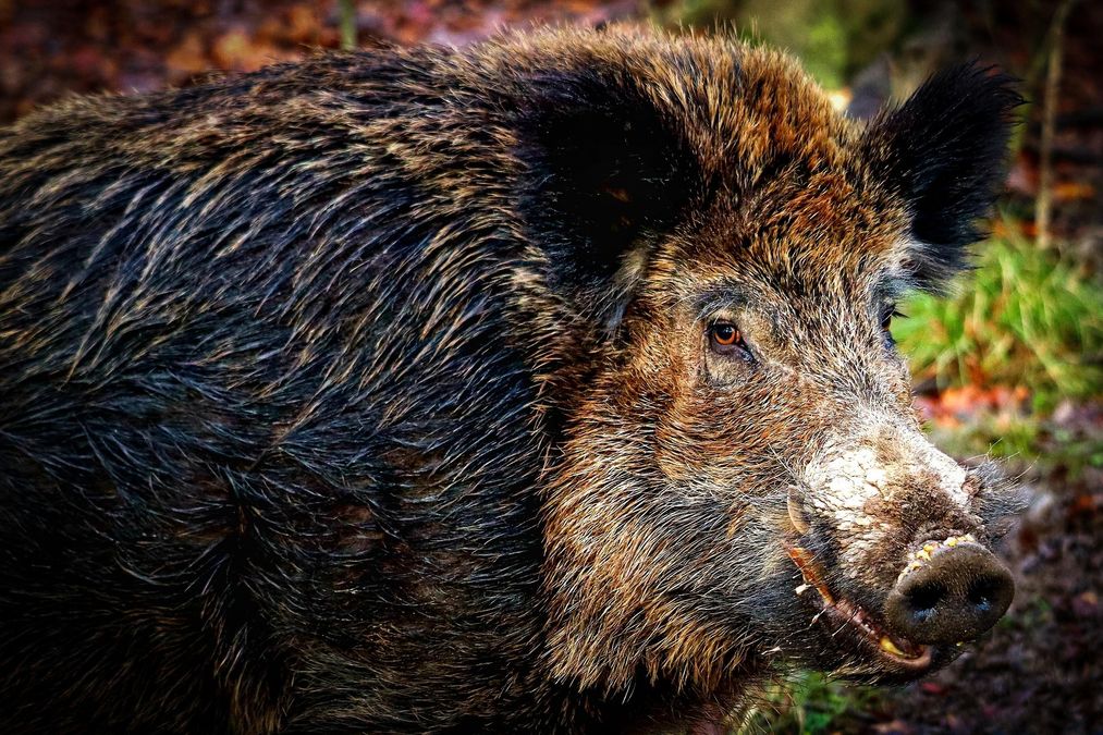 Odisha: Wild Boar attack leaves three injured, one critical in Kandhamal