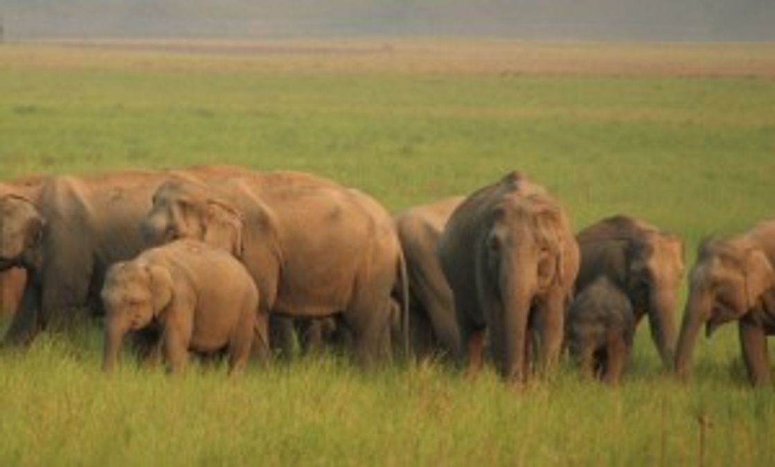 Odisha: Elephant census report-2024 out; Know vital data