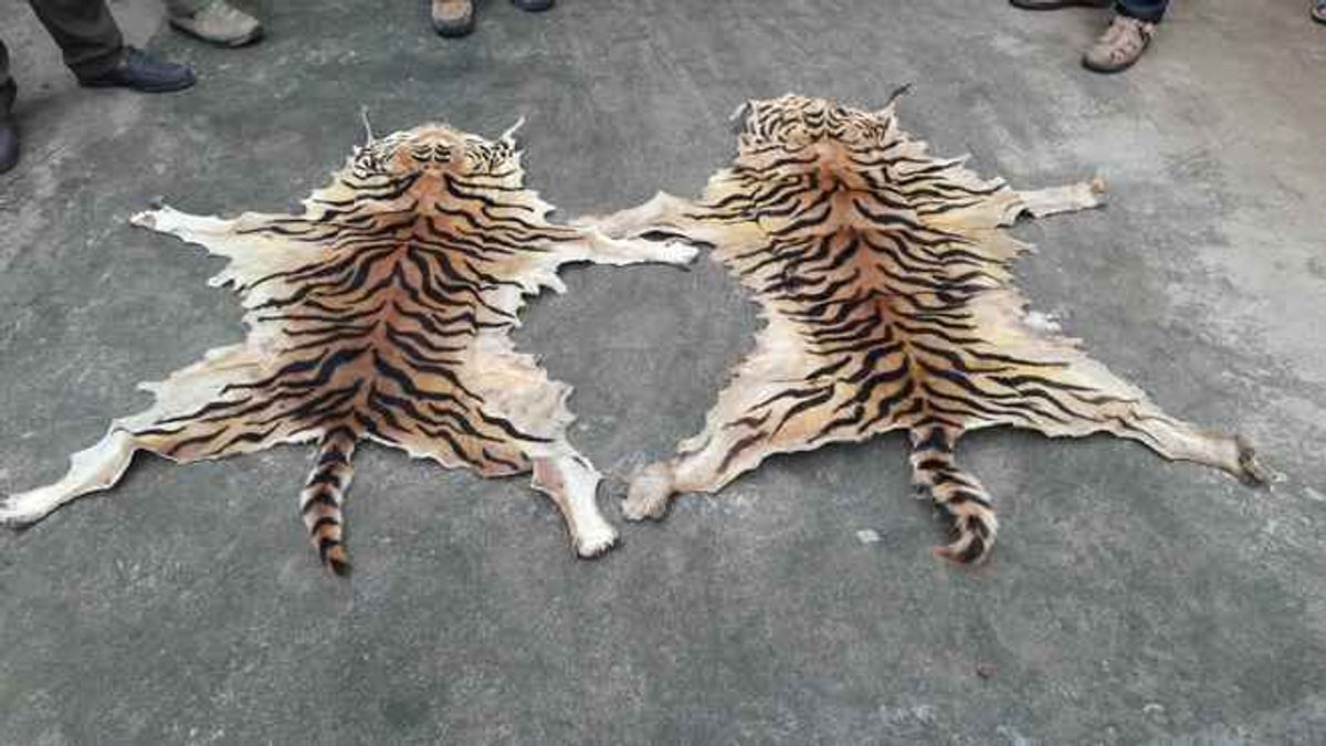 Two tiger skins seized in Odisha, one arrested