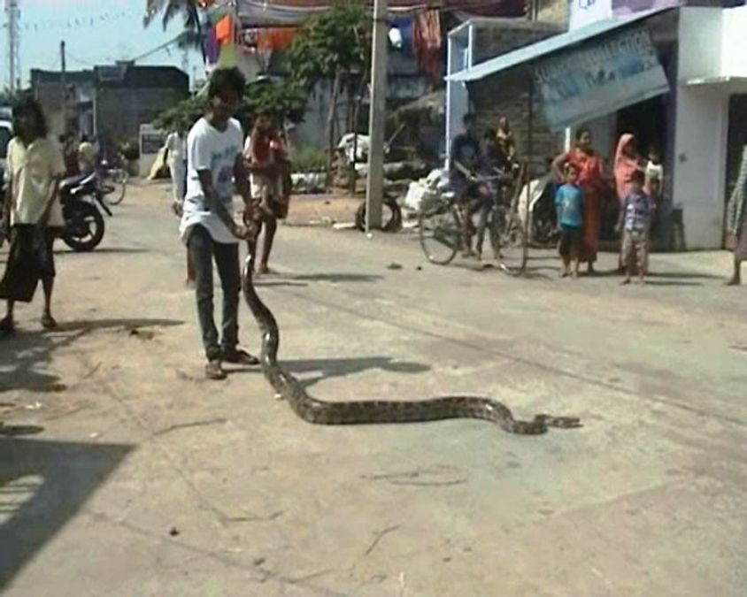Fifteen-feet-long python rescued from Ganjam in Odisha