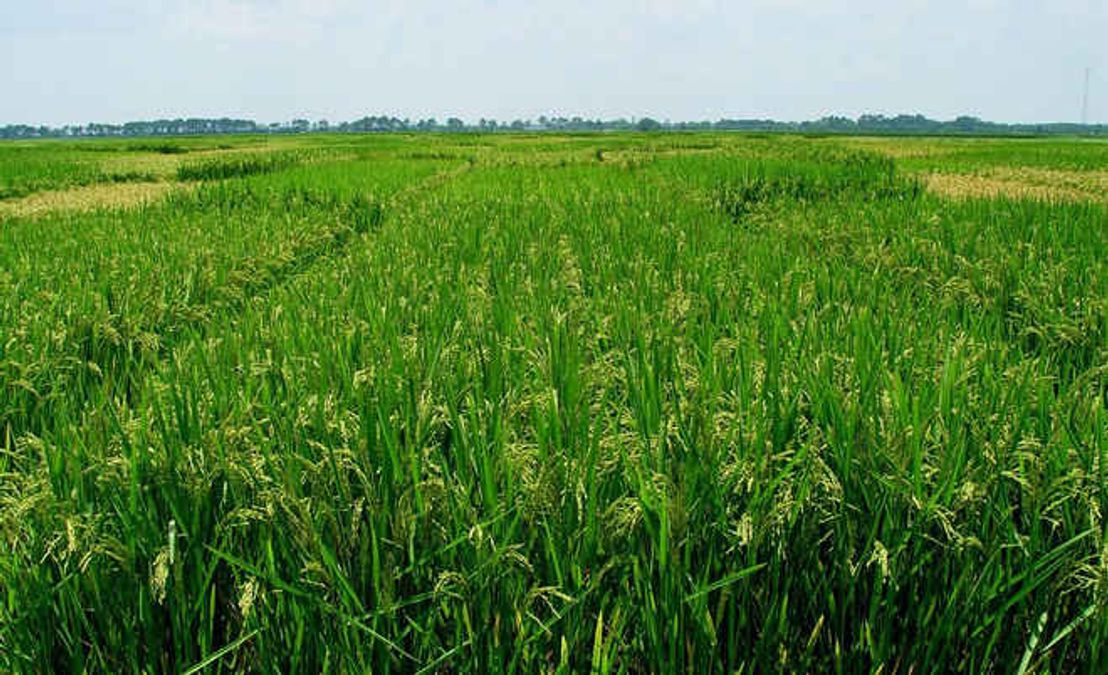 NRRI scientist develops five new varieties of paddy in Odisha