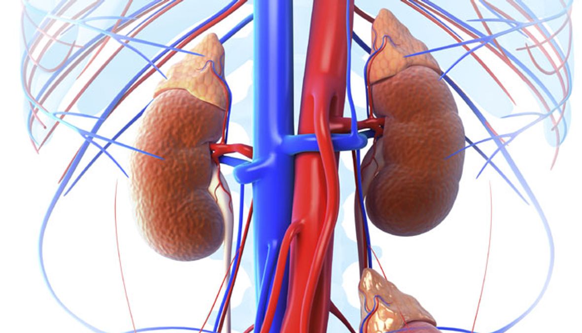 Process for another cadaveric kidney transplant on in Odisha Capital