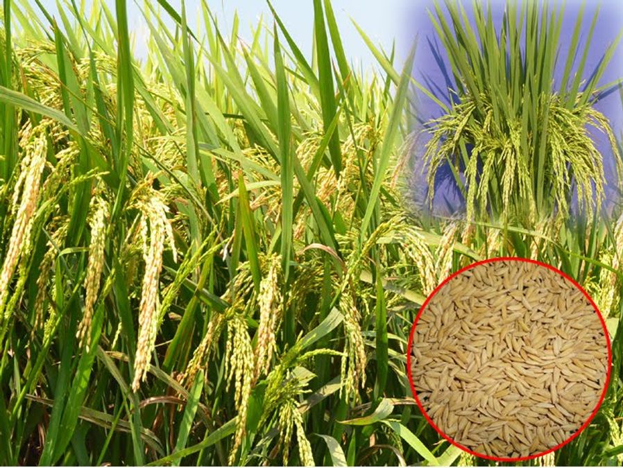 Rice varieties named after Odisha Min, wife stirs up controversy
