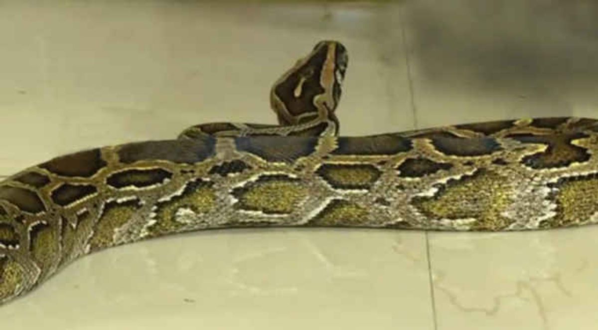 Burmese python caught in fishing net in Odisha's Puri gets new life