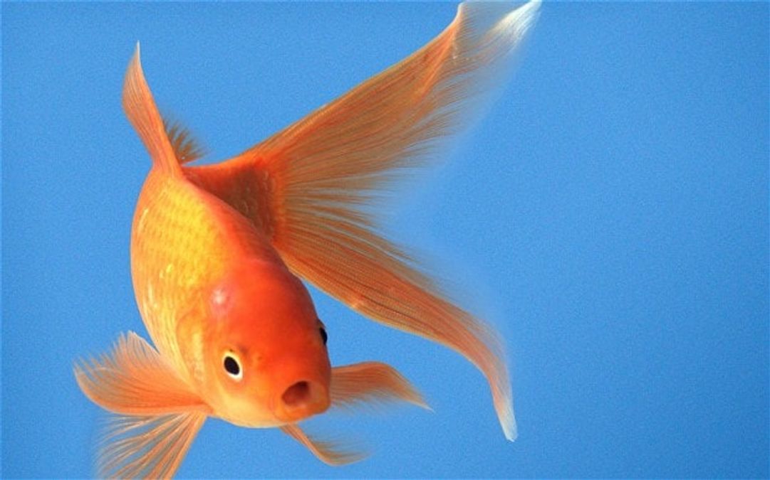 Goldfish make alcohol to survive without oxygen!