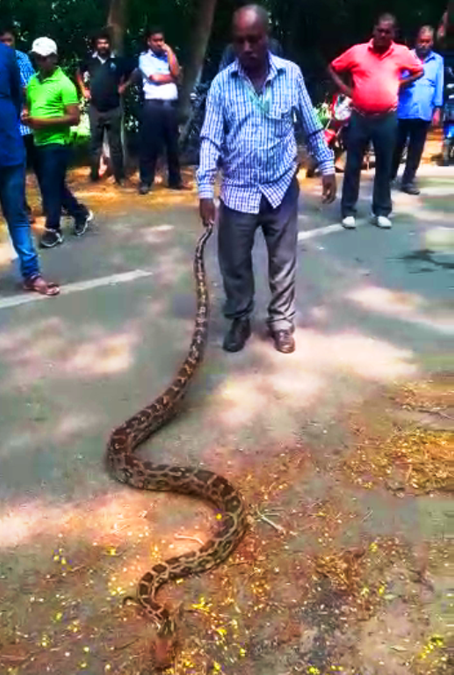 10-feet python found from Golf Club premises in Bhubaneswar