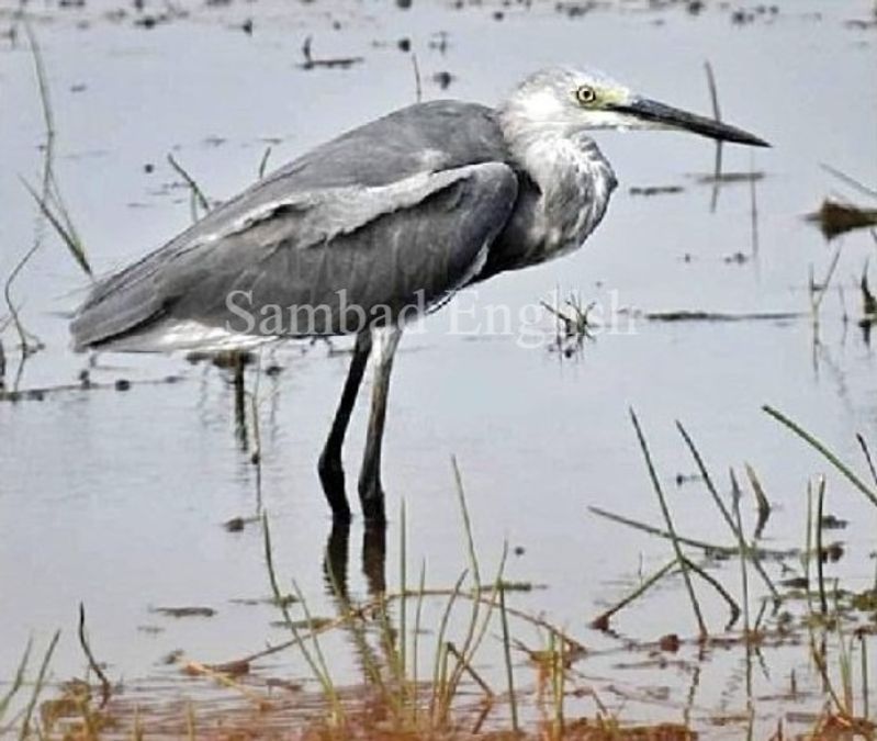 Rare bird spotted for first time in Odisha's Chilika lake