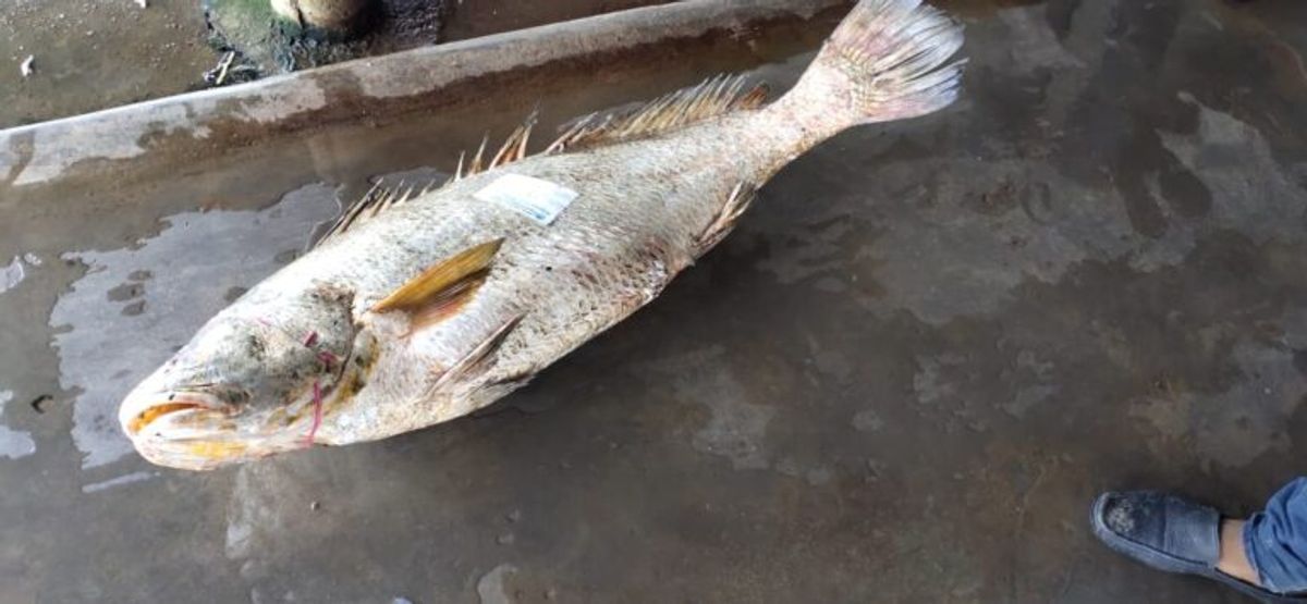 Prize catch for Odisha fisherman; fish sold at whopping Rs 1.77 lakh