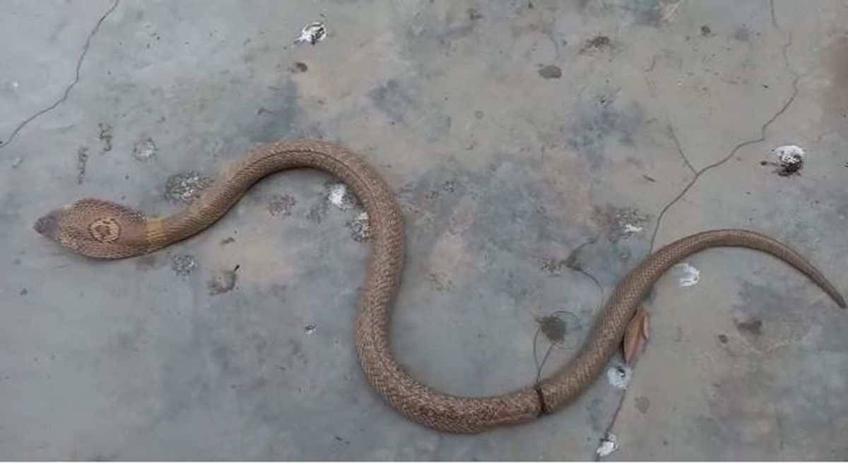 Snared 5-ft-long Monocled Cobra recovering at OUAT