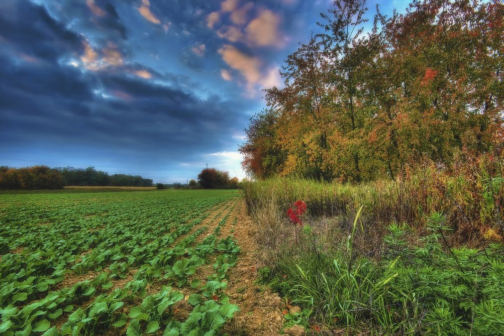 Odisha tops in planting trees: CM