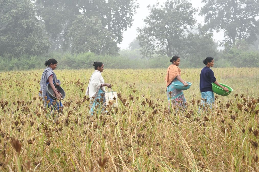 Odisha to release traditional millet landraces conserved by tribal farmers