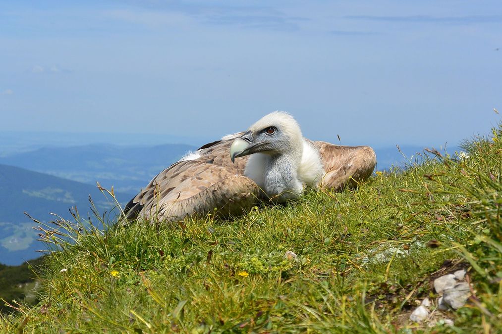Population of drastically depleted vulture species stabilised: Survey