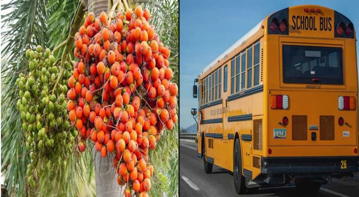 ସାବାସ ସରକାରୀ ସ୍କୁଲ: ଗୁଆ ବିକ୍ରି ଟଙ୍କାରୁ ଛାତ୍ରଛାତ୍ରୀଙ୍କ ପାଇଁ କିଣାଗଲା ବସ