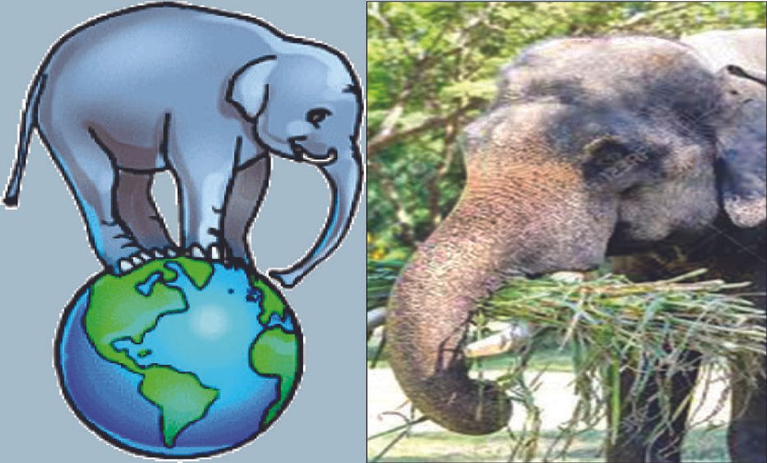 ଆଜି ବିଶ୍ବ ହାତୀ ଦିବସ: ହାତୀଙ୍କୁ ଟାଣୁଛି ବାଉଁଶ କରଡ଼ି