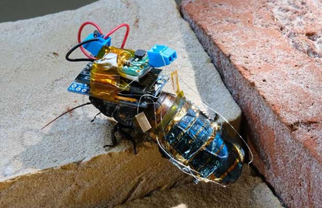 Cyborg Cockroach - Solar Charged & Remote-Controlled by Japan's RIKEN CPR