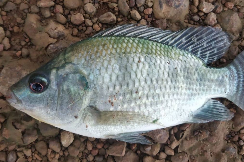 US Mother Loses All Four Limbs After Consuming Uncooked Fish