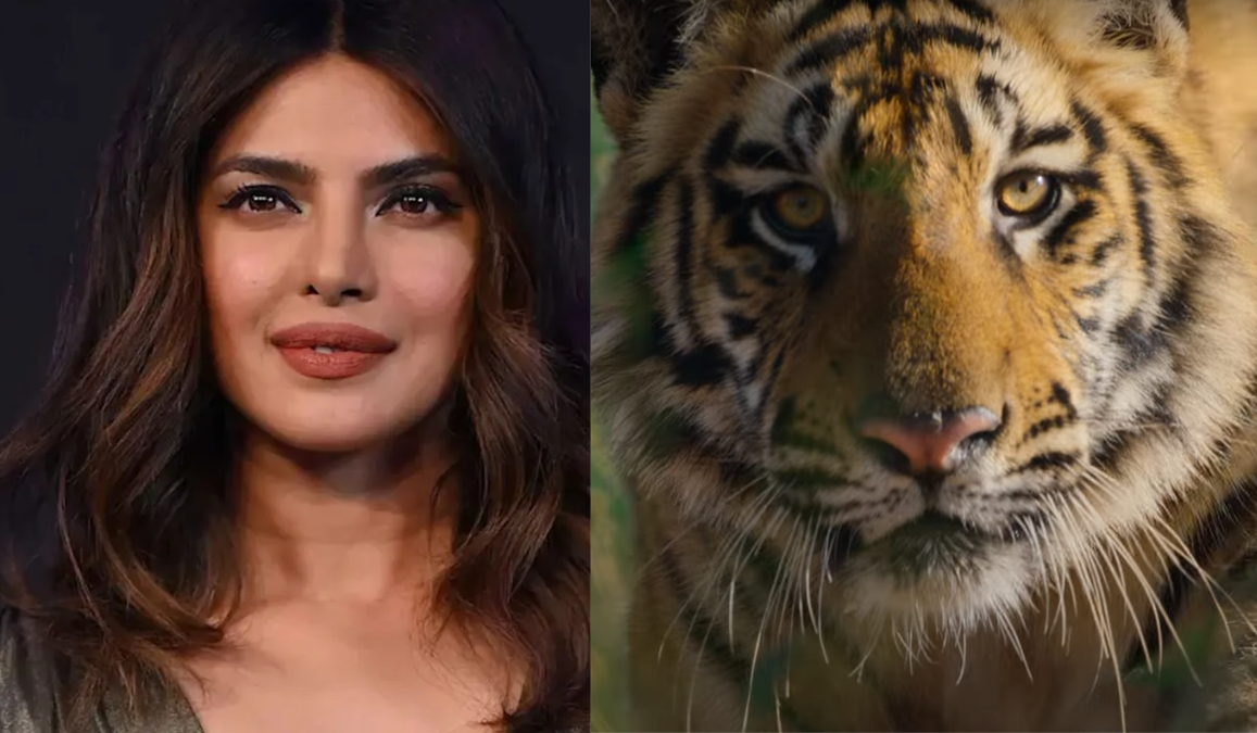 Watch: PC Narrated New Documentary 'Tiger' Captures Nature's Wonder