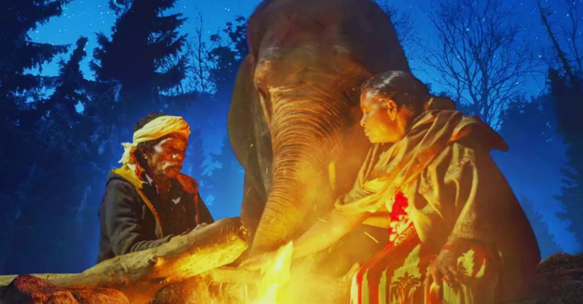 #BingeRecommends: If you still haven't watched The Elephant Whisperers ...