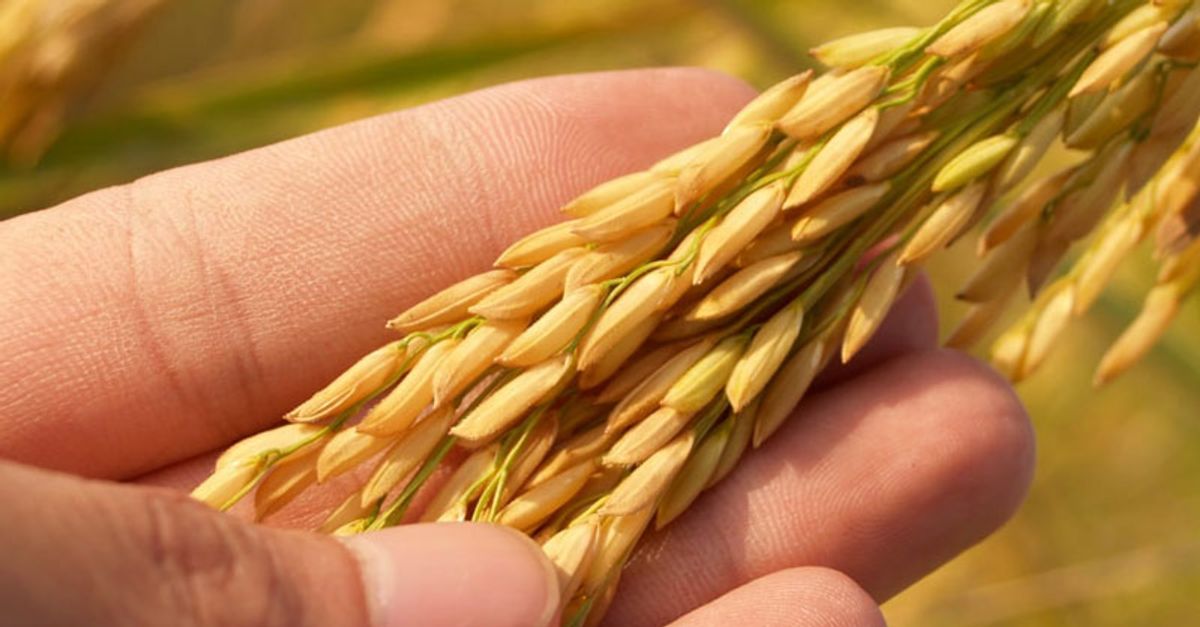 Logicserve Digital wins the digital mandate for Ebro India's two sub ...