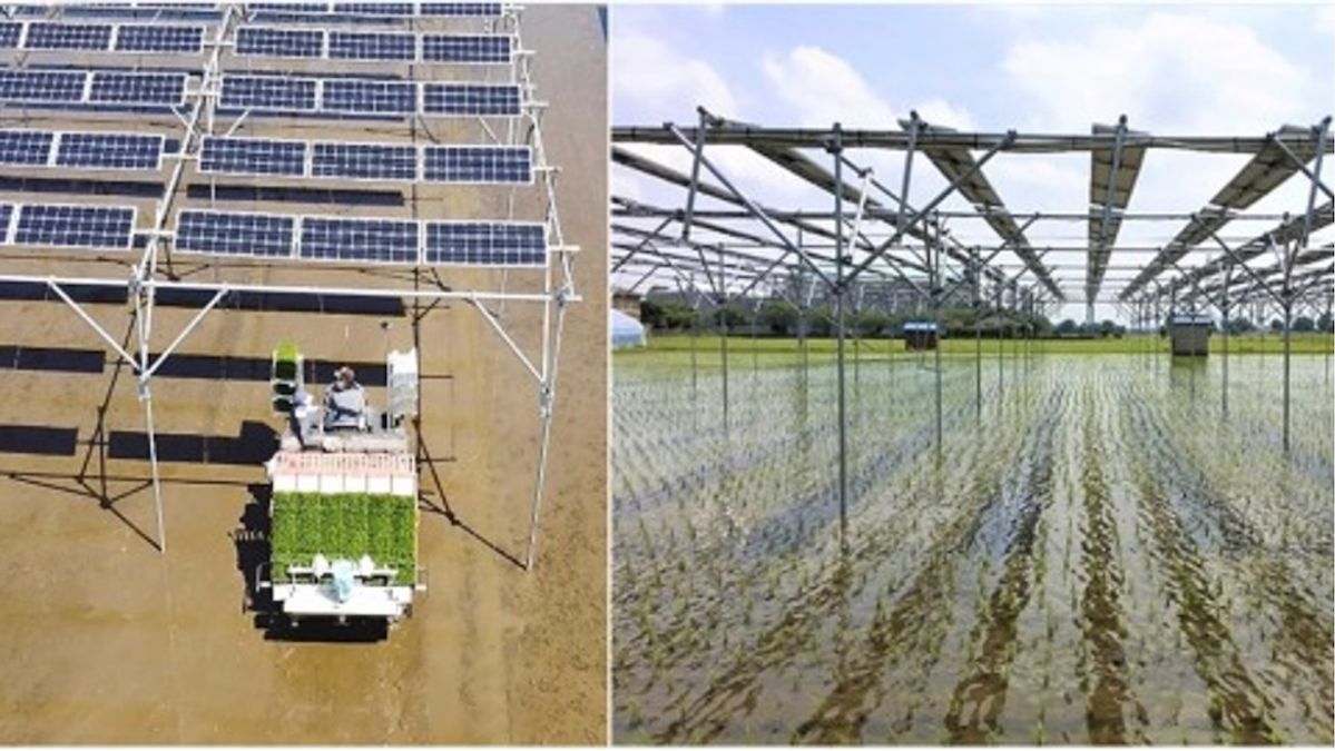 Study finds 23% rice yield drop under solar panel shading in Japan