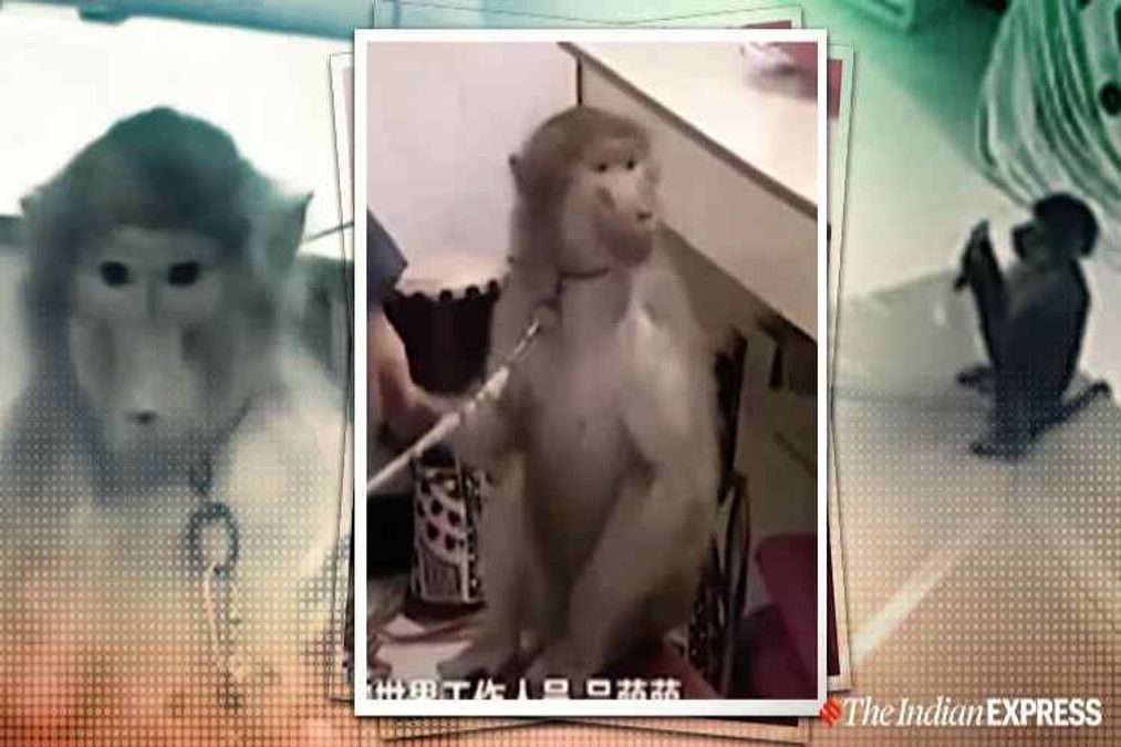 செல்போன் பயன்படுத்தி ஆன்லைனில் ஆர்டர் செய்த புத்திசாலி குரங்கு வீடியோ வைரல்