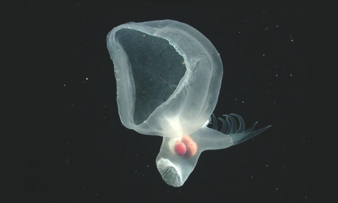 Scientists discover new deep-sea mollusc after 20 years of research
