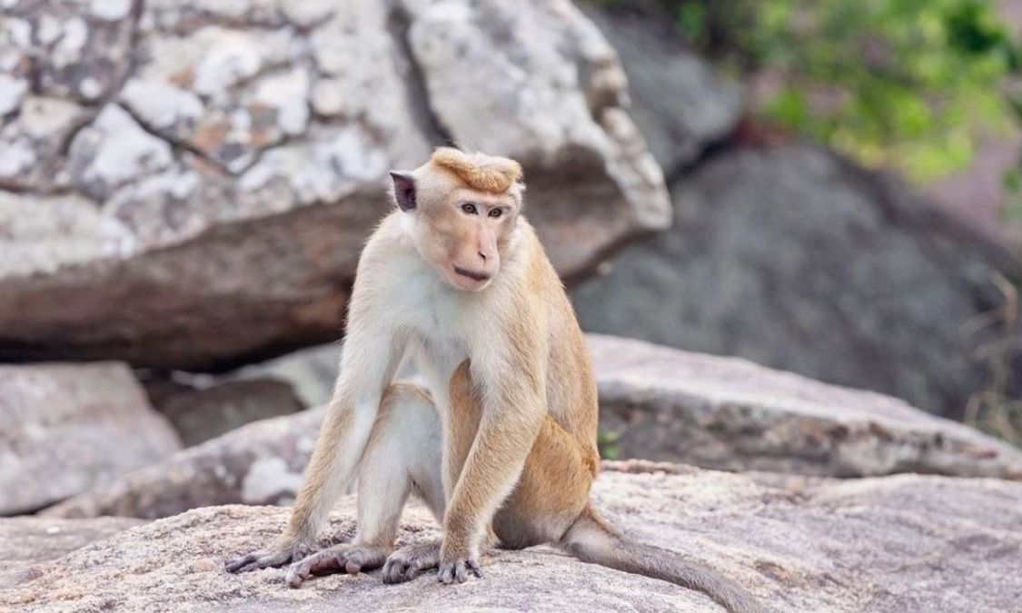 Hindu cremation, mrityu bhoj: 4,000 villagers gather to mourn monkey ...