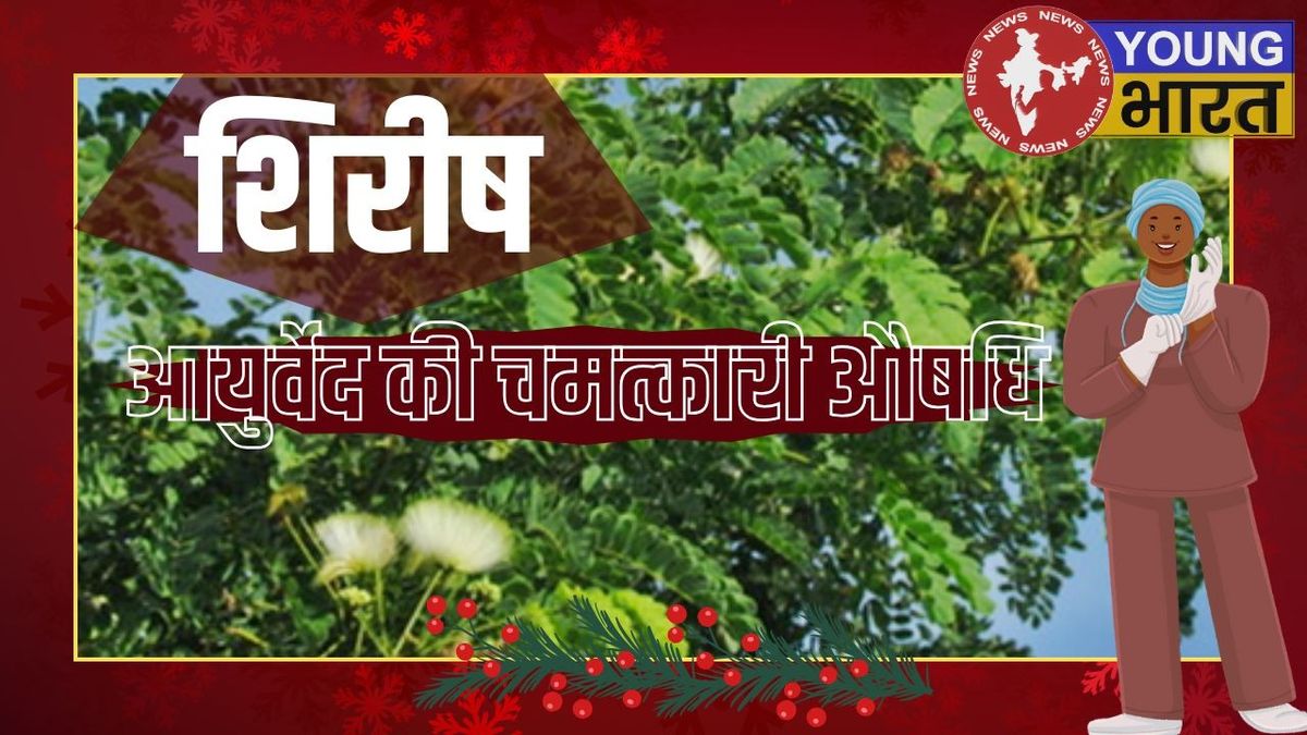 Shirisha benefits: ‘शिरीष’ का जादू: क्यों आयुर्वेद इसे कहता है संक्रमण ...