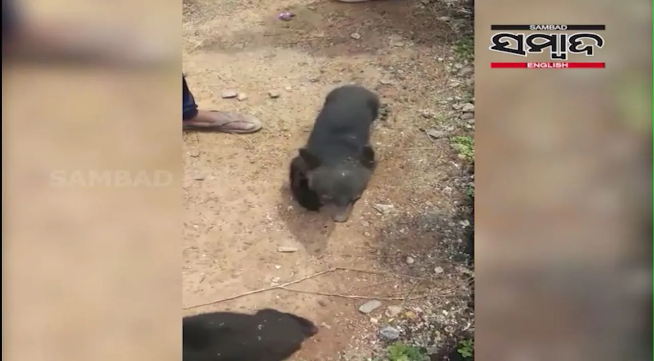 [WATCH] Villagers rescue five baby bears on outskirts of Odisha Capital