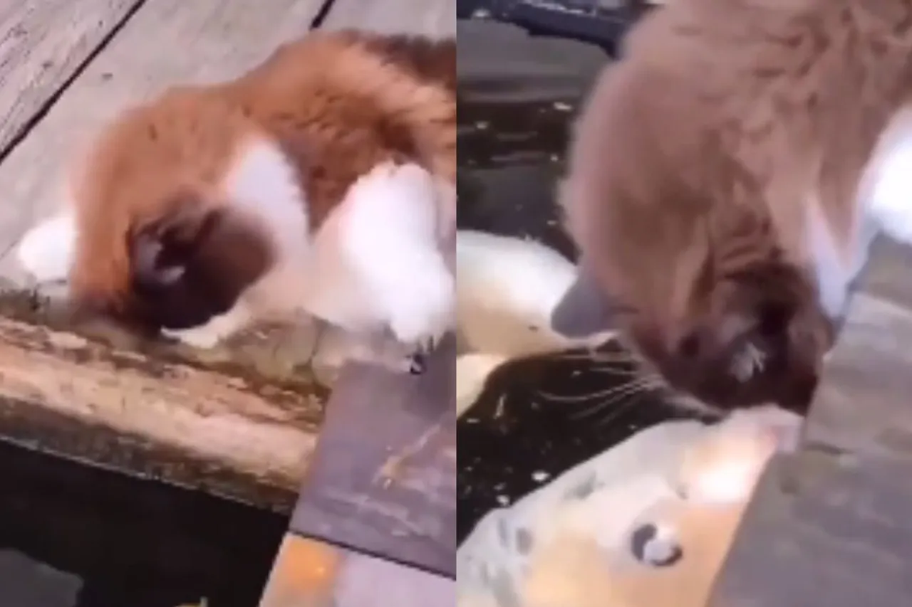 Viral Animal Video: Unusual Spectacle! Cat's Playdate with Fish Goes ...