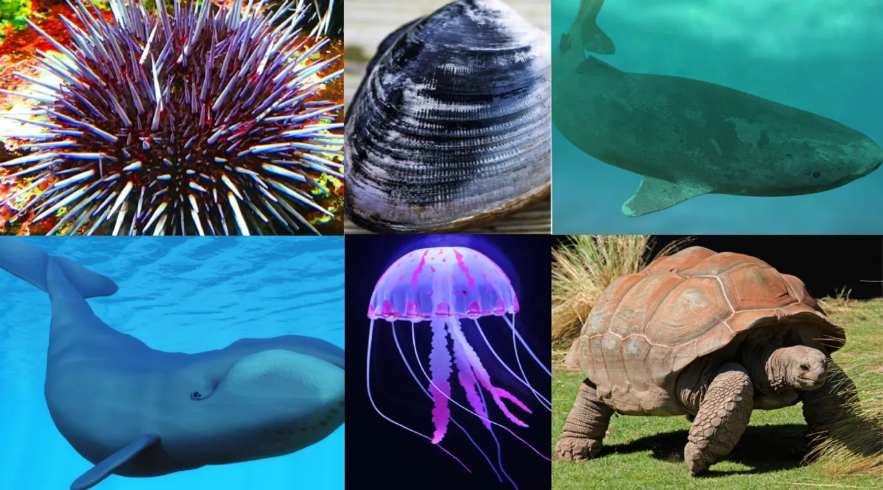 200 முதல் 11,000 ஆண்டுகள் வரை... பூமியில் அதிக காலம் வாழும் அதிசய 7 ...