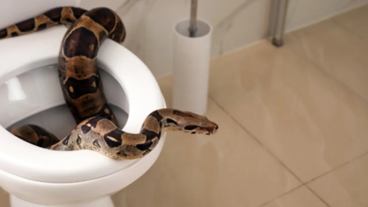 டாய்லெட் பைப் வழியா என்ட்ரி கொடுக்கும் பாம்பு... உடனே 'கேட்' போட இப்படி ...