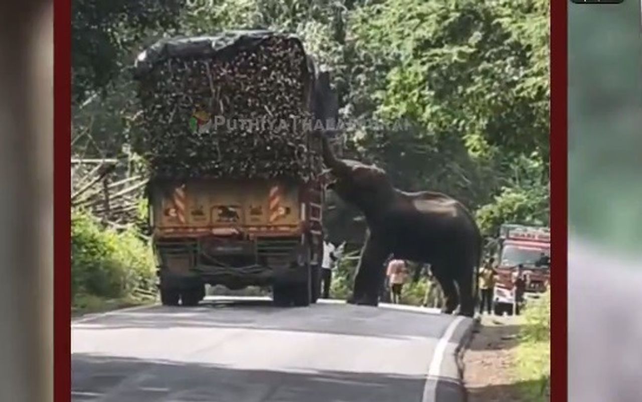 Wild elephant blocks sugarcane truck in Erode district, disrupting traffic | News Minimalist
